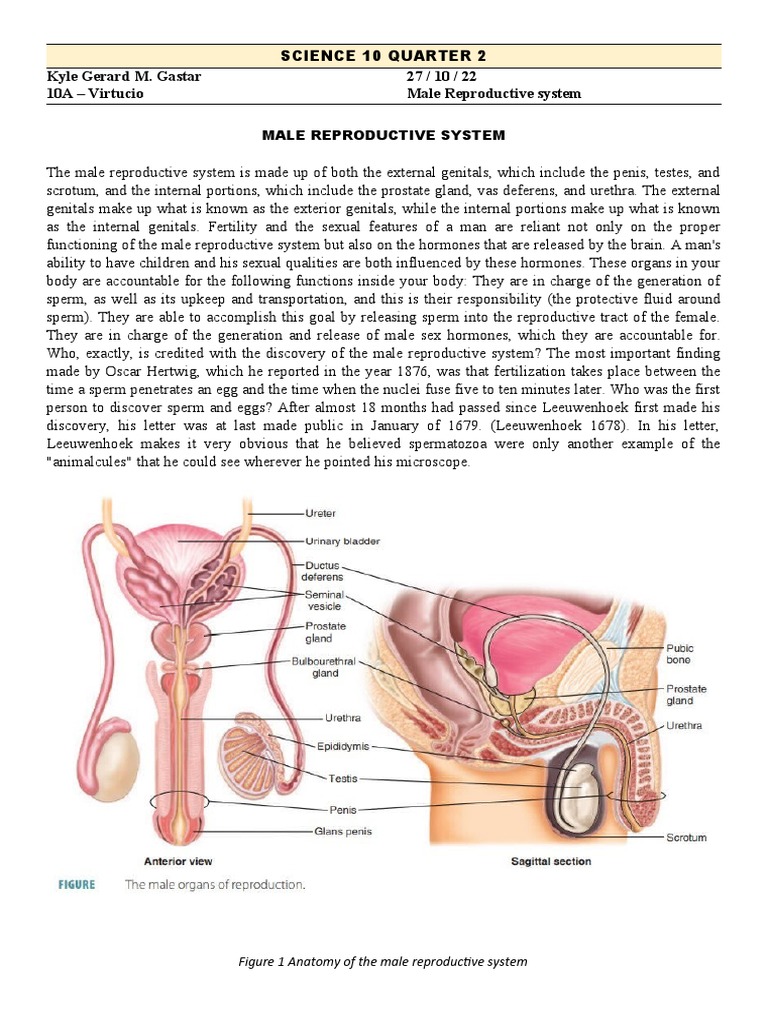 Science 10 Quarter 2 Male Reproductive System Pdf Human Body Testicle