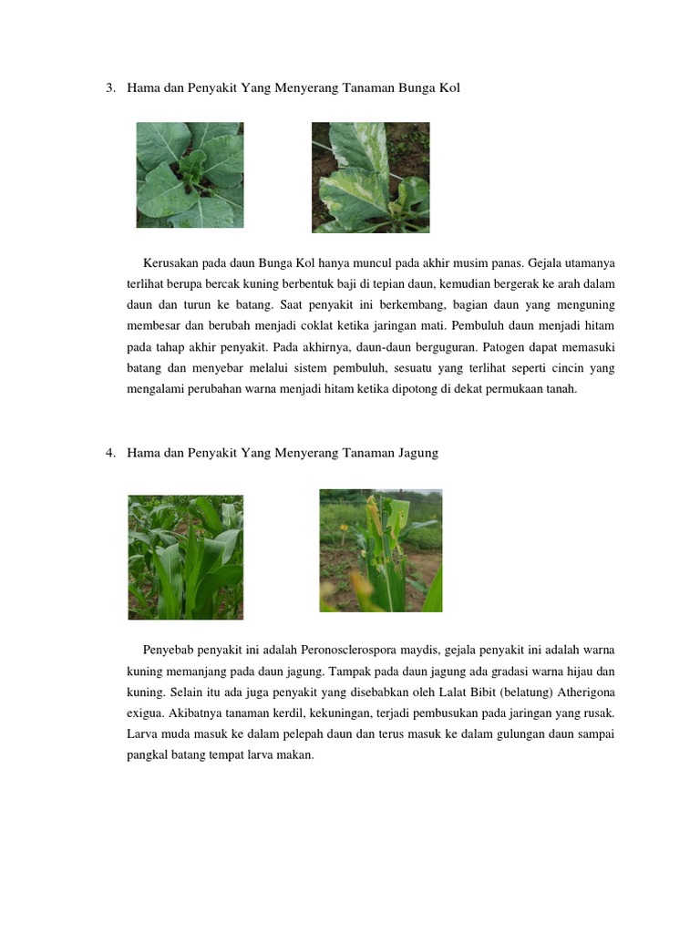 Hama Dan Penyakit Yang Menyerang Tanaman Bunga Kol | PDF