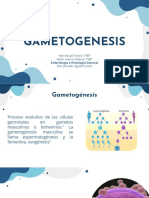 Esquema Proceso Gametogénesis Detallado | PDF | Mitosis | Sistema reproductivo