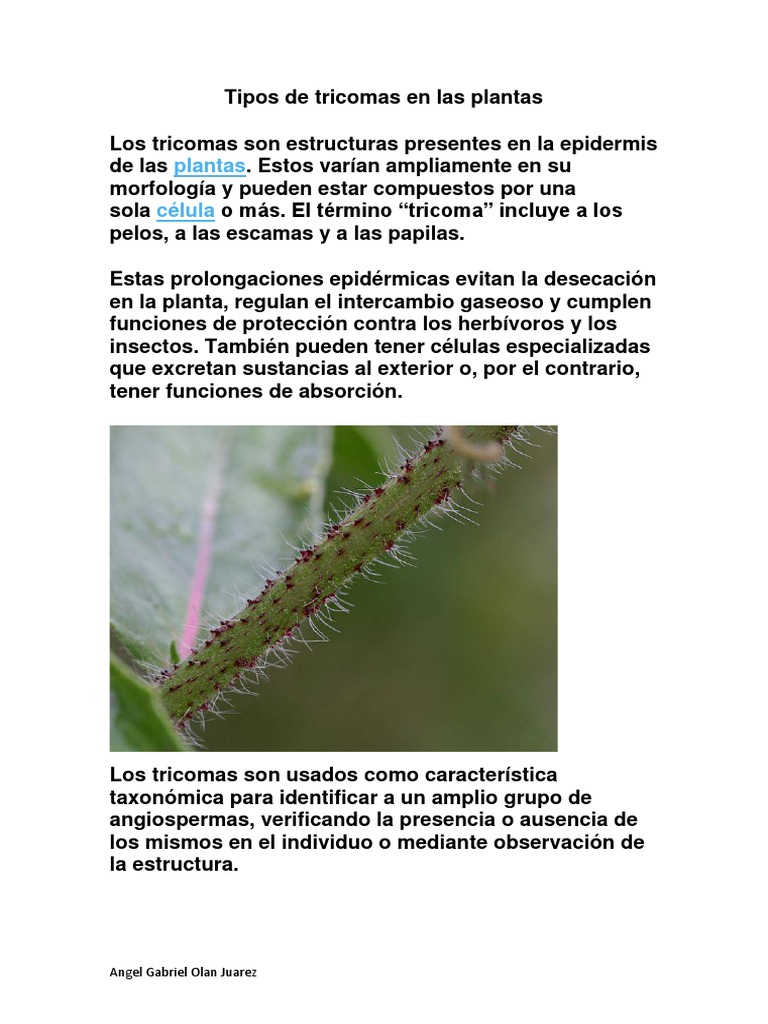 Clasificacion de los Tricomas Angel Gabriel | PDF | Organismos | Plantas