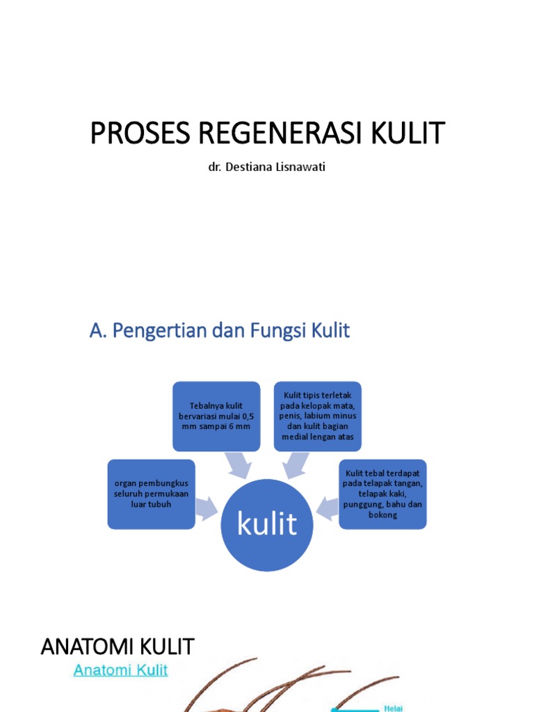 Proses dan Waktu Regenerasi Kulit | PDF | Kesehatan Holistik