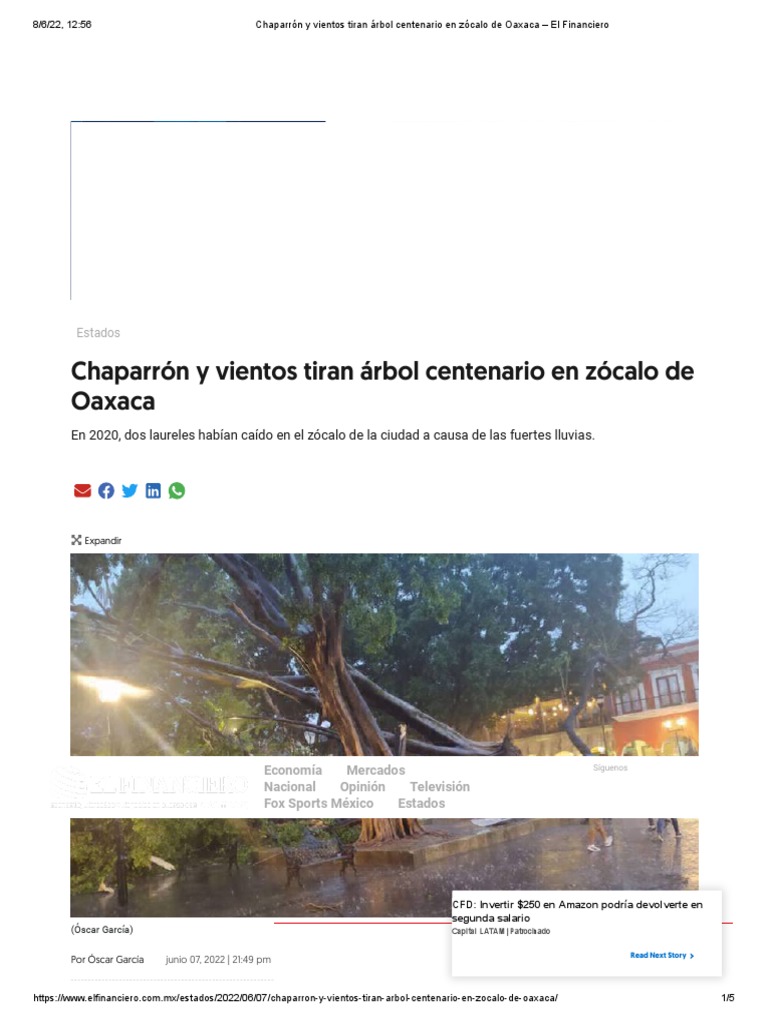 Chaparrón y vientos tiran árbol centenario en zócalo de Oaxaca – El ...