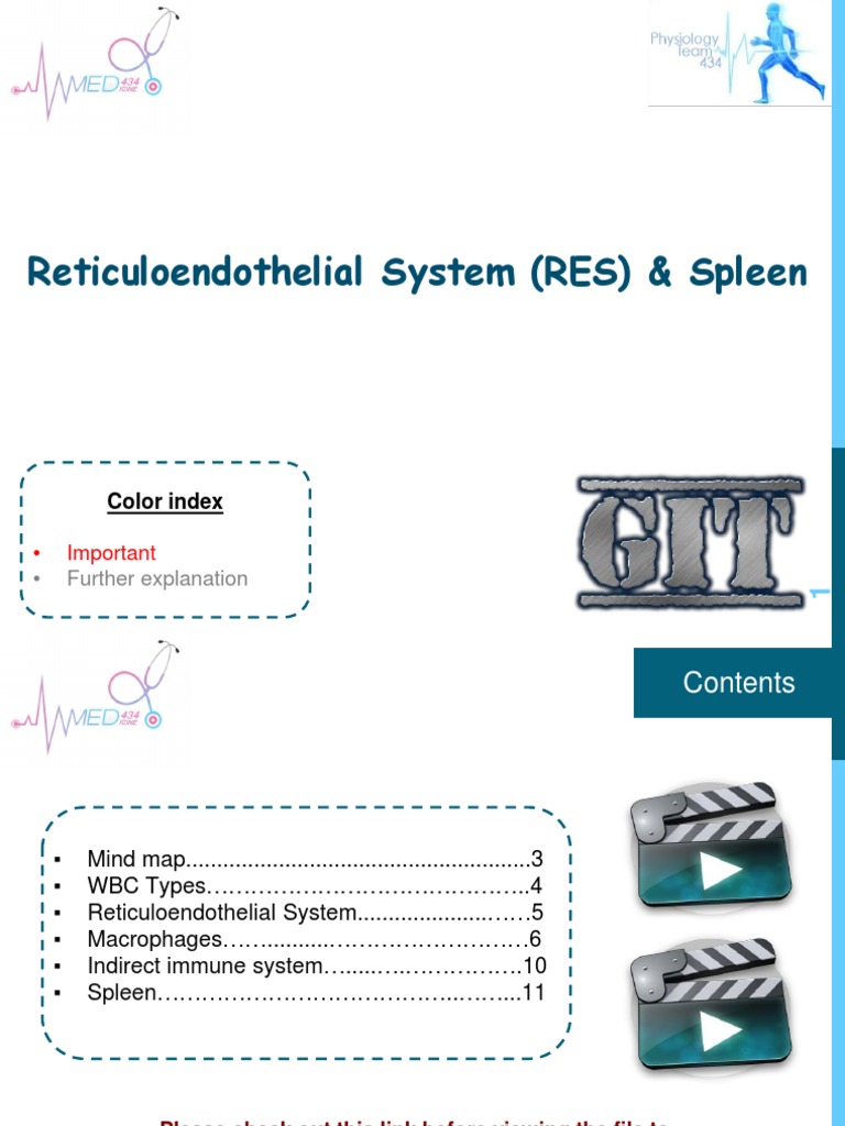 Reticuloendothelial System (RES) | PDF | Granulocyte | Spleen