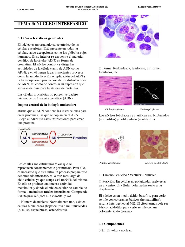 Características del núcleo celular durante la interfase | PDF | Cromosoma | Cromatina