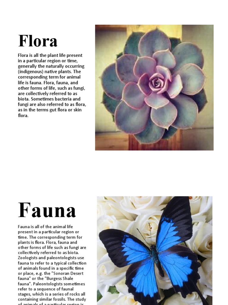 Flora and Fauna | PDF