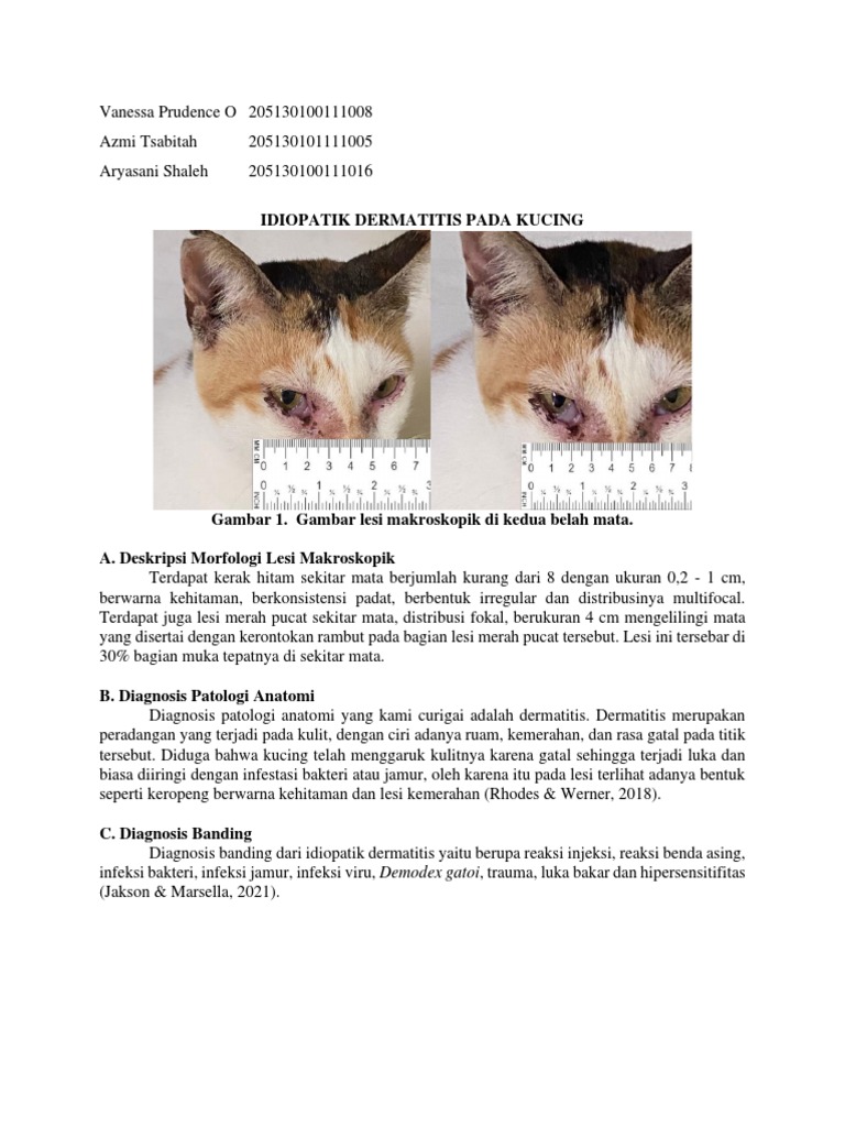 A6 - Idiopatik Dermatitis Pada Kucing | PDF