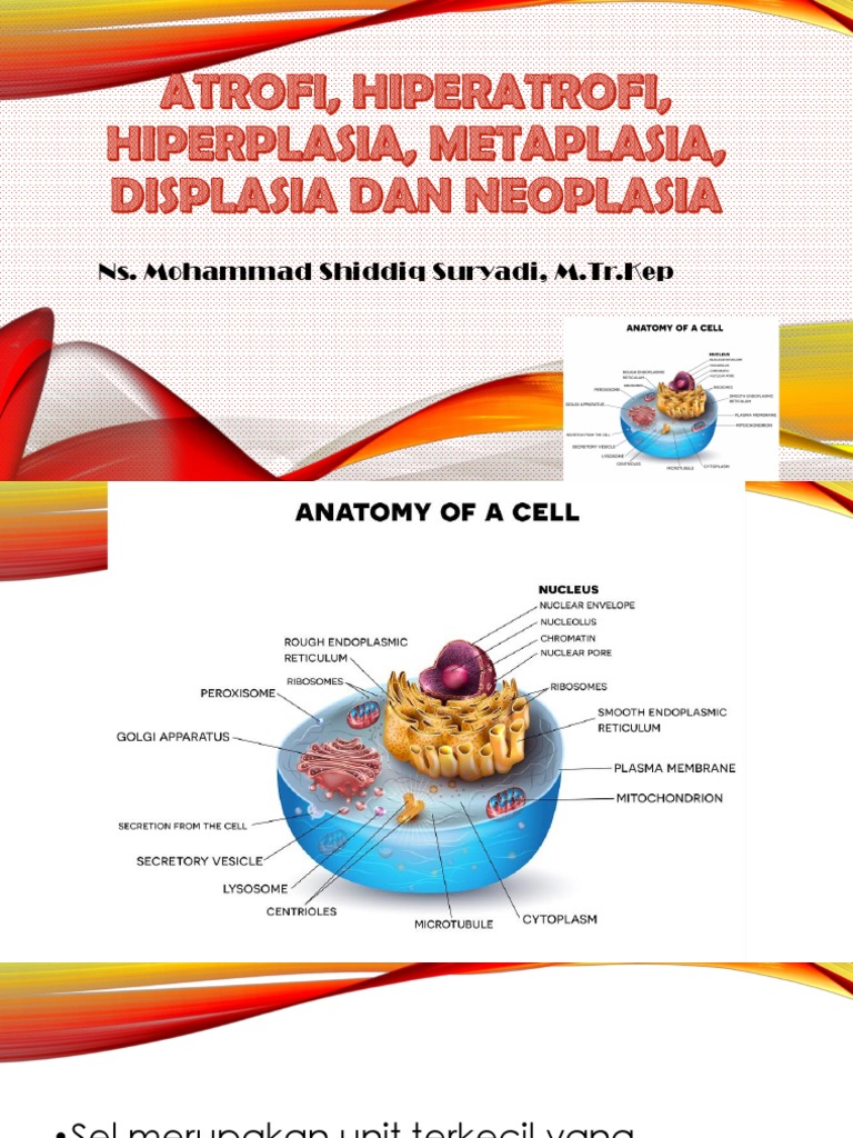 Adaptasi Sel: Hipertrofi dan Atrofi | PDF