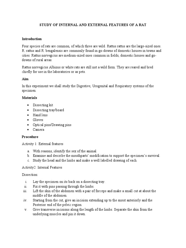 Rat Dissection PDF Abdomen Human Digestive System
