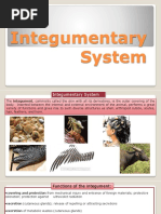 Integumentary System Notes | PDF | Skin | Epidermis