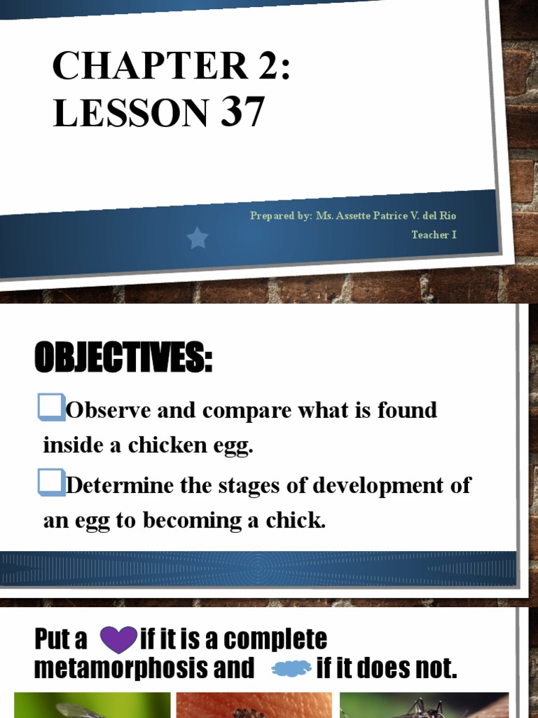 Lesson 37 - Egg Laying Animals | PDF | Egg | Animals And Humans