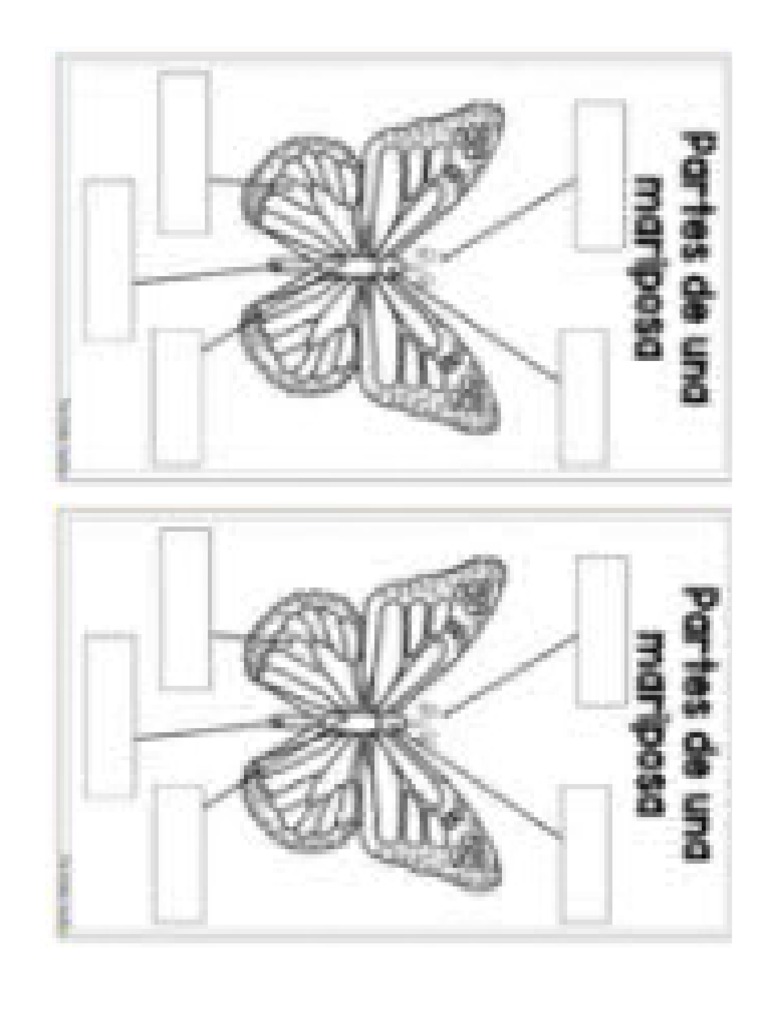 Activiades LAS MARIPOSAS | PDF