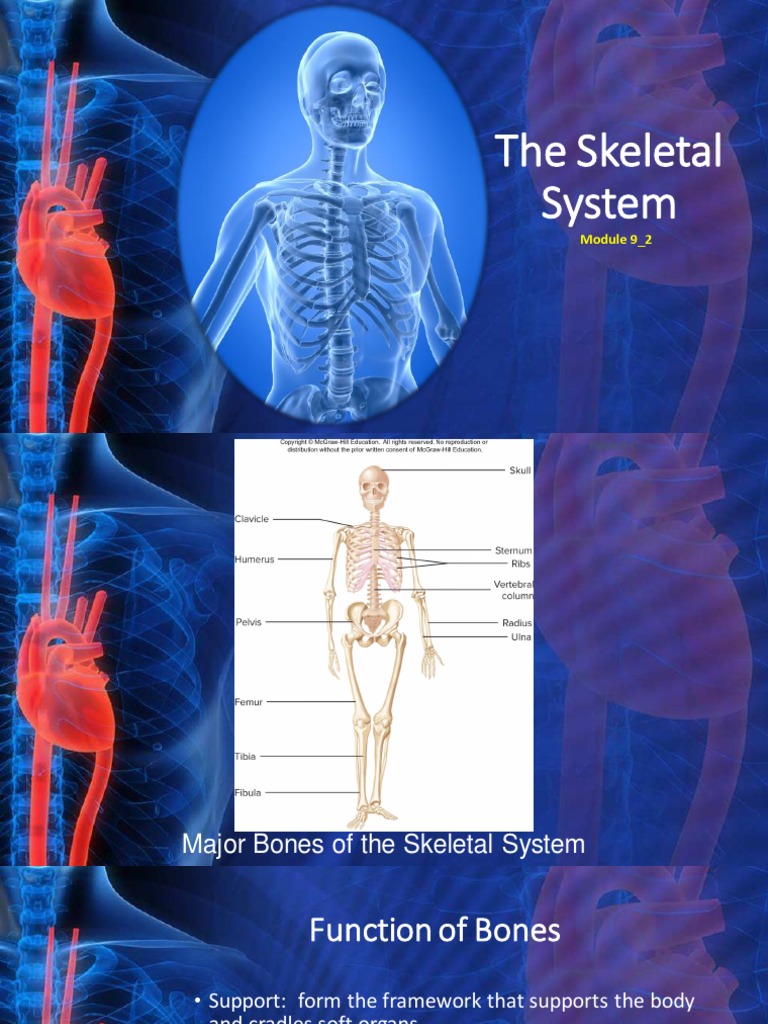 Module 9 - 2 - Skeletal System | PDF | Bone | Joint