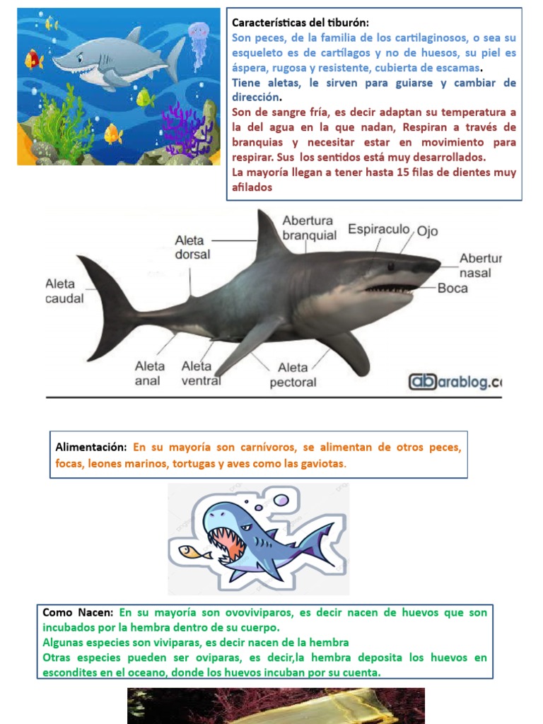 Tiburon Pdf