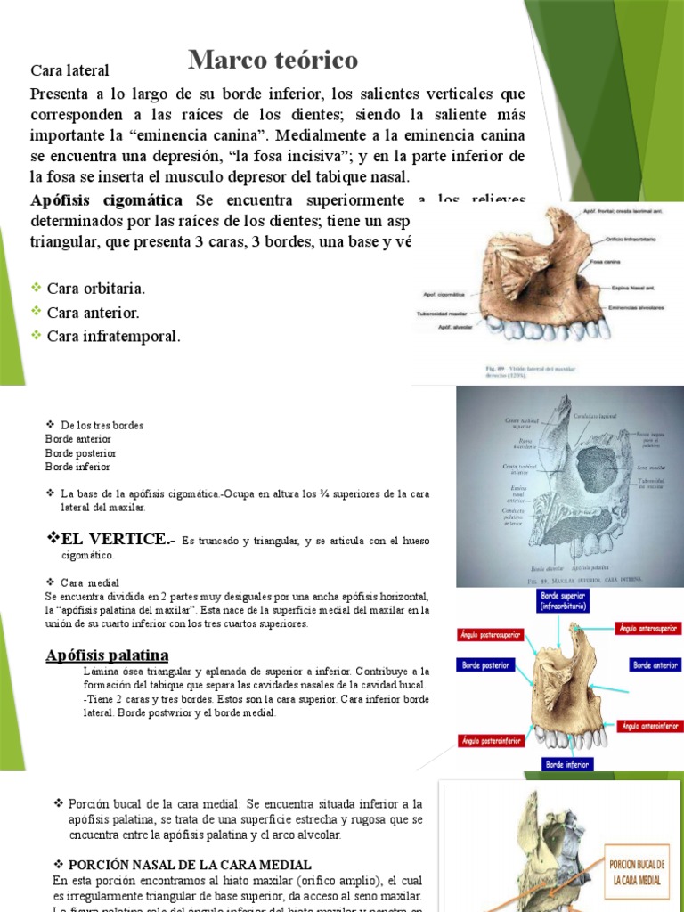 MAXILAR SUPERIOR Royel Paria Apaza2.0 | PDF | Anatomía humana | Cabeza ...