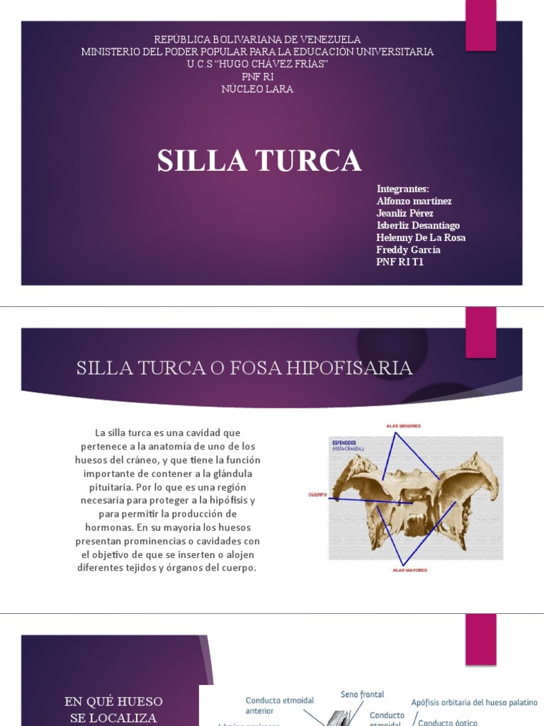 Silla Turca | PDF | Glándula pituitaria | Anatomía