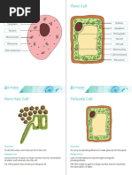 G7 Respiration Revision 1 | PDF | Respiratory System