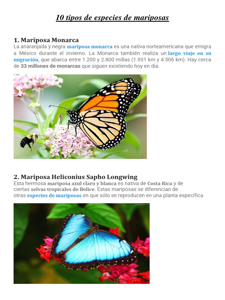 10 Tipos de Especies de Mariposas | PDF