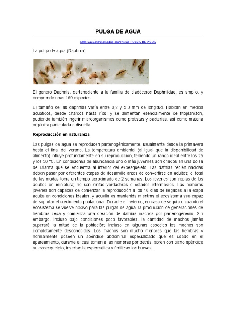 Cultivo Pulga de Agua | PDF | Biología