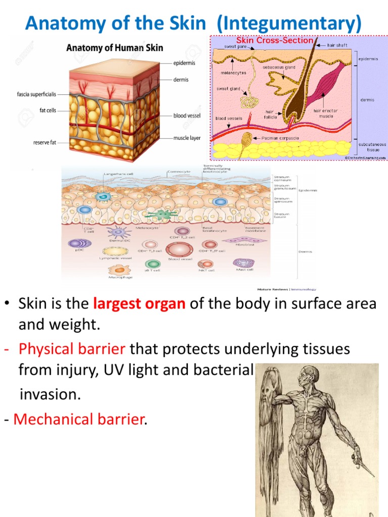 Anatomy and Functions of Skin | PDF | Skin | Epidermis