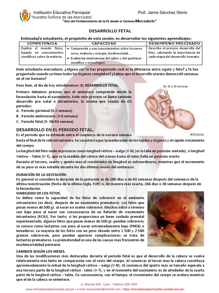 Desarrollo Fetal: Etapas y Medidas | PDF | El embarazo | Feto