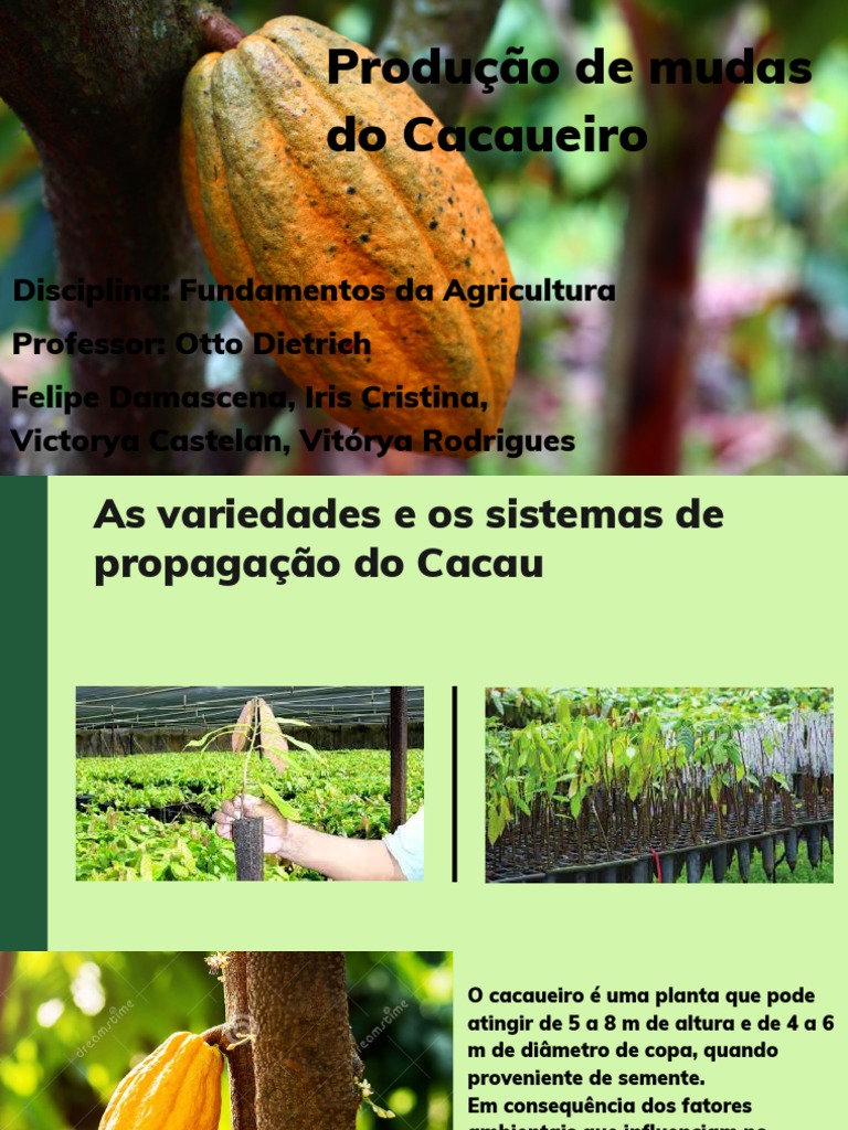 Produção de Mudas de Cacaueiro | PDF | Semente | Agricultura