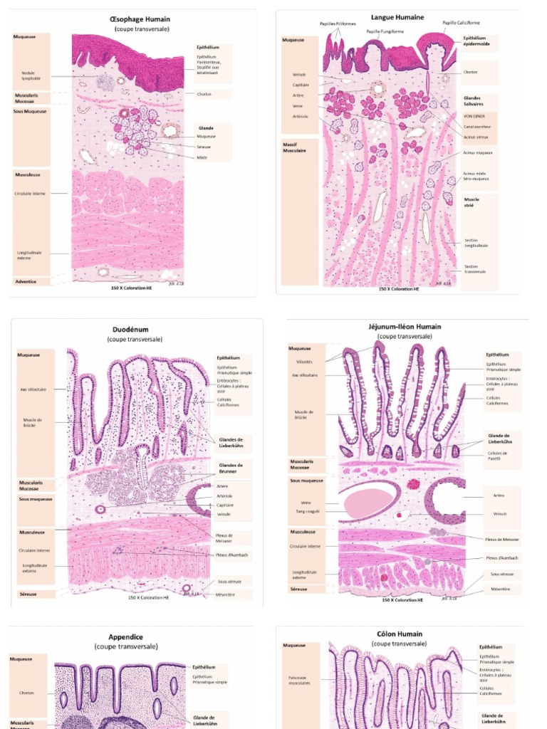 Histologie Du Système Digestif | PDF