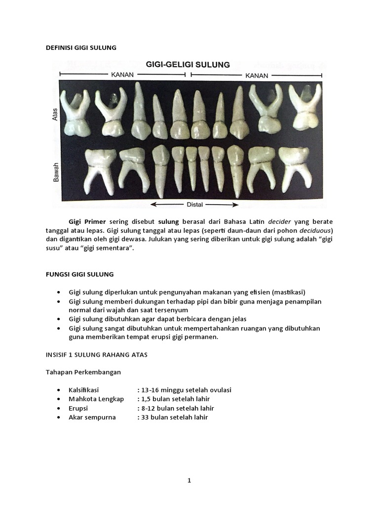 Definisi dan Anatomi Gigi Sulung | PDF | Kajian Bahasa Asing