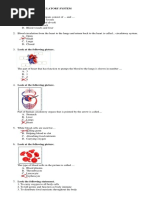 Circulatory System Questions | PDF | Heart | Blood