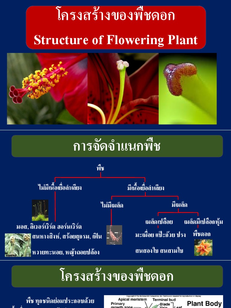 (ชีววิทยา) โครงสร้างของพืช (25062022) | PDF