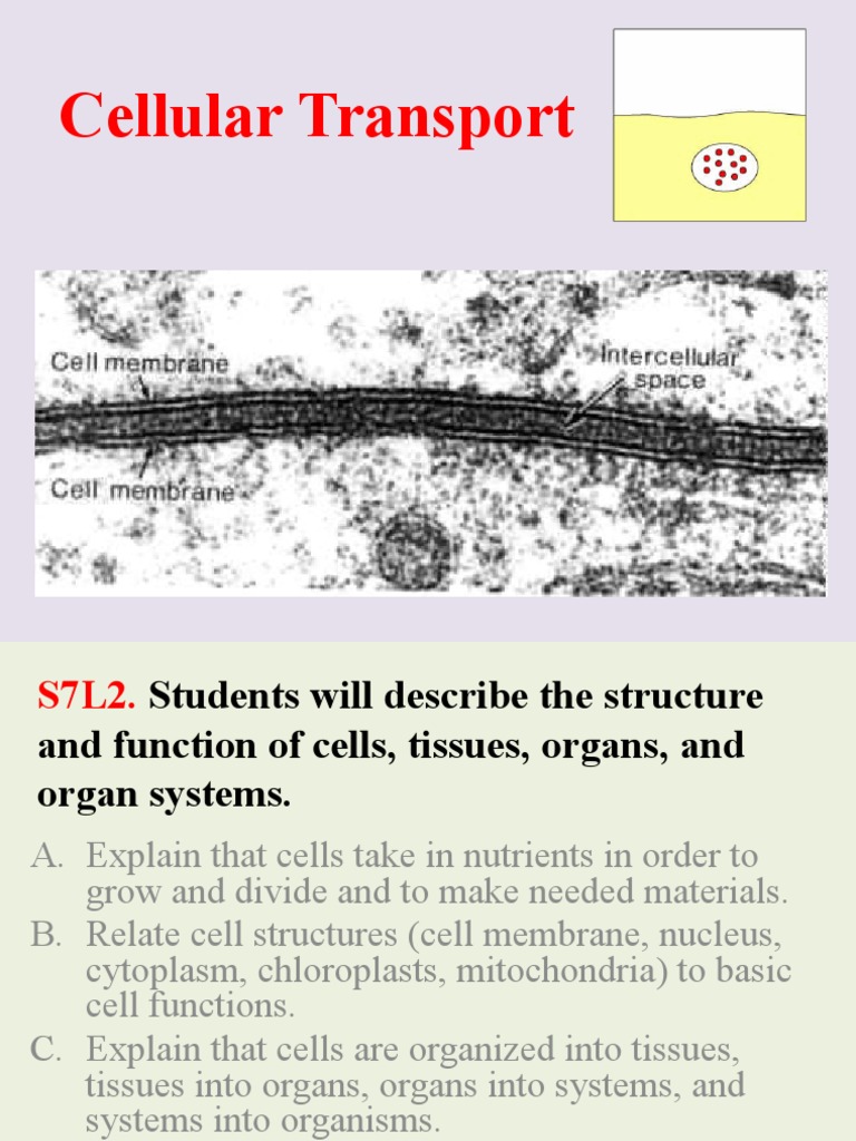 Understanding Cellular Transport Mechanisms | PDF | Osmosis | Cell ...