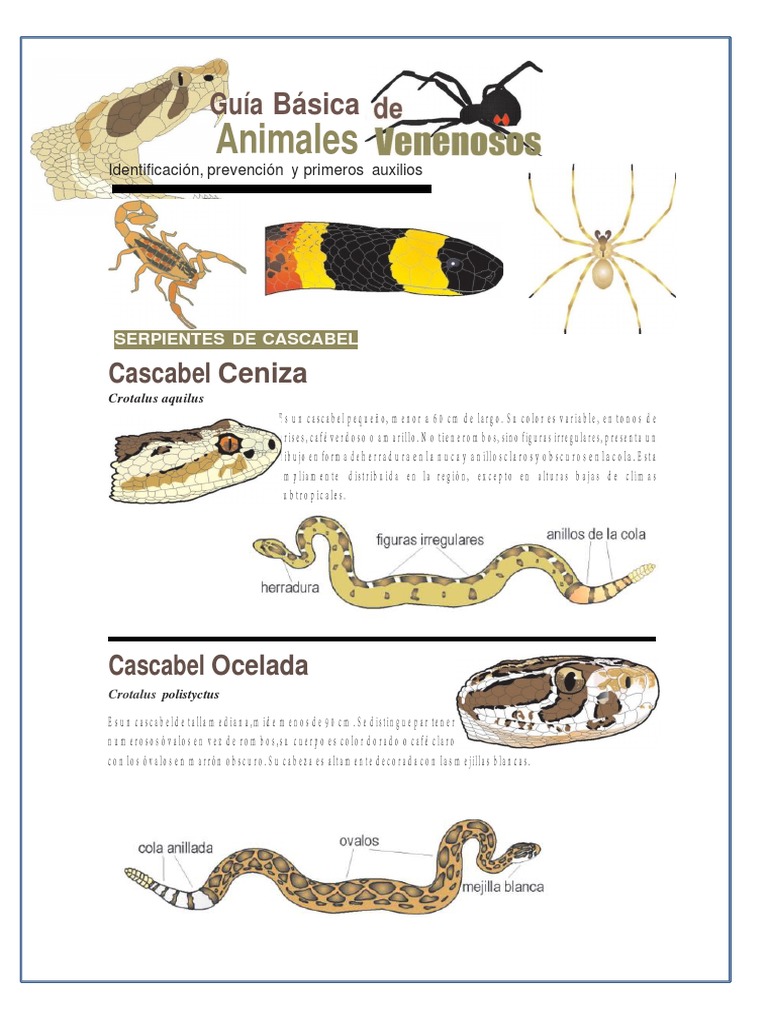 Guía Básico de Animales Venenosos | PDF | Serpiente | Araña