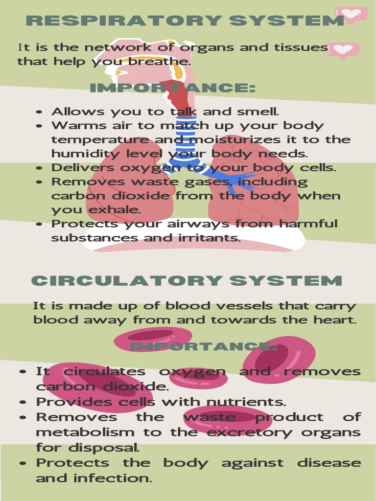 Respiratory and Circulatory System | PDF