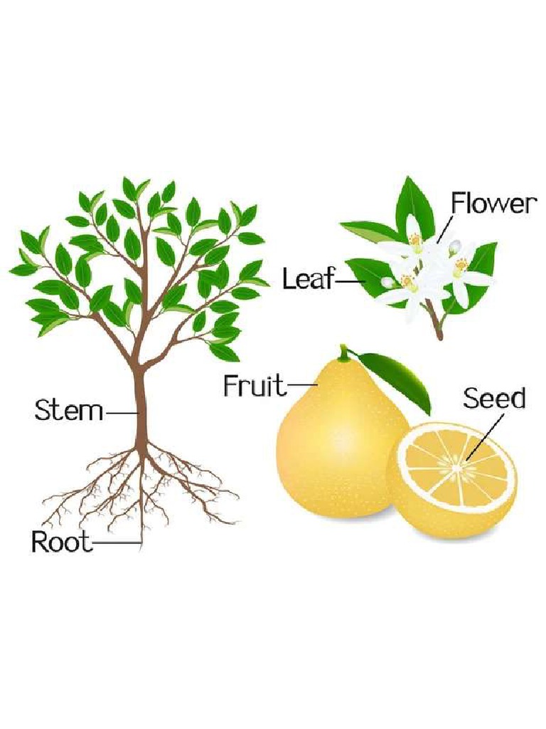 Parts of Pomelo Tree | PDF