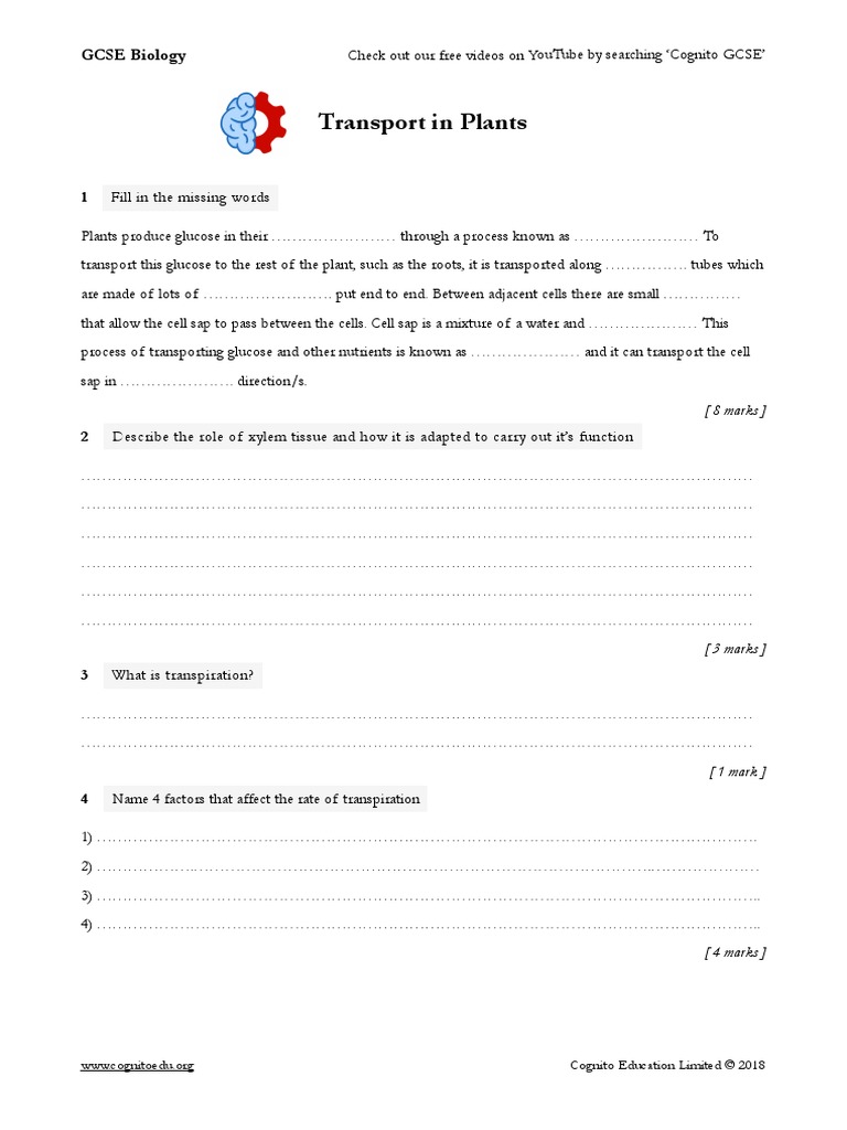 GCSE Biology - Transport in Plants - Translocation and Transpiration ...