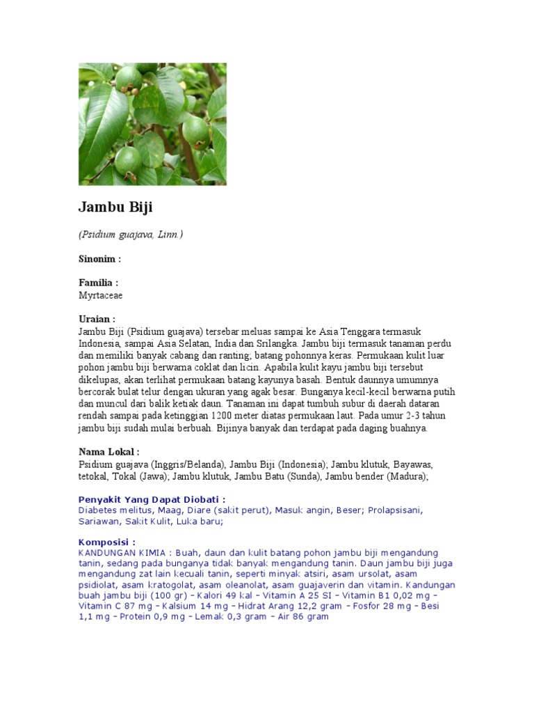 Tanaman Obat: Jambu Tokal Putih | PDF | Griya & Taman | Kesehatan Holistik