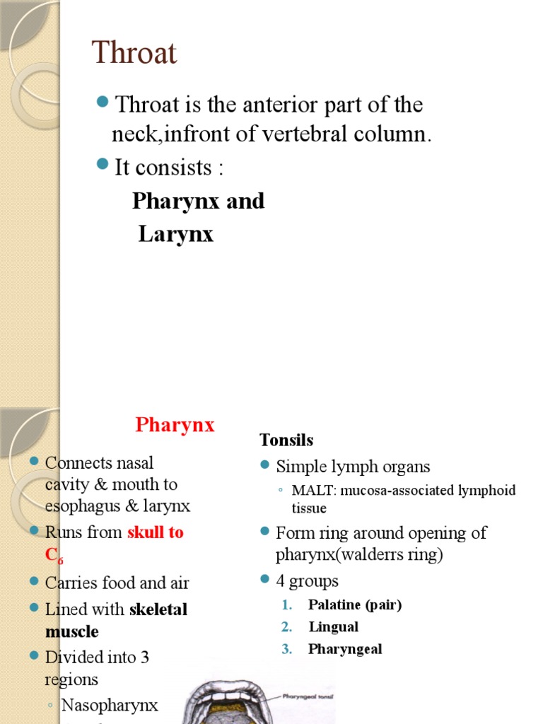 Throat | PDF | Larynx | Clinical Medicine