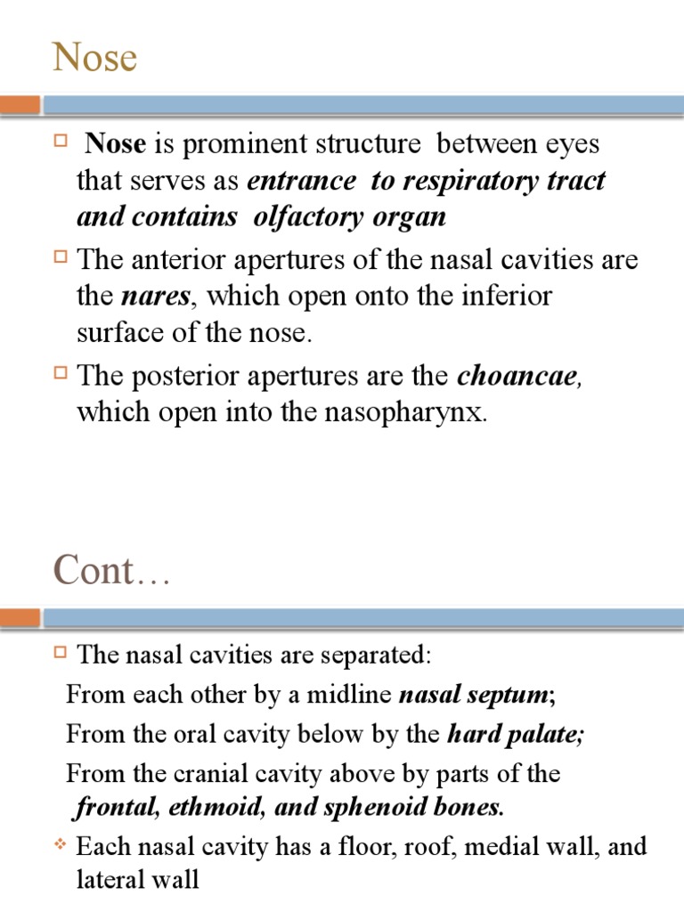 Nose and PNS | PDF | Human Nose | Human Anatomy