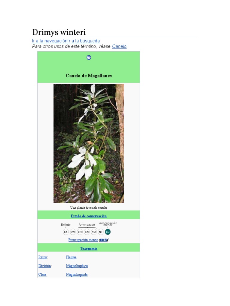 Propiedades y usos del canelo mapuche | PDF | Plantas | Botánica
