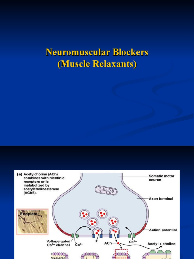 (5) Neuromuscular Blockers | PDF