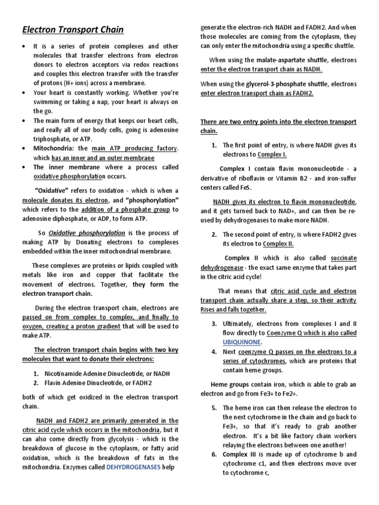 Electron Transport Chain | PDF | Electron Transport Chain | Mitochondrion