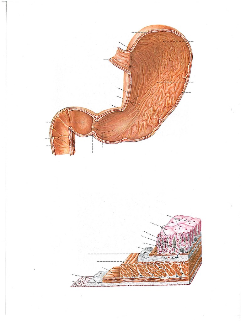 Partes Del Estómago. 2 | PDF | Estómago | Abdomen