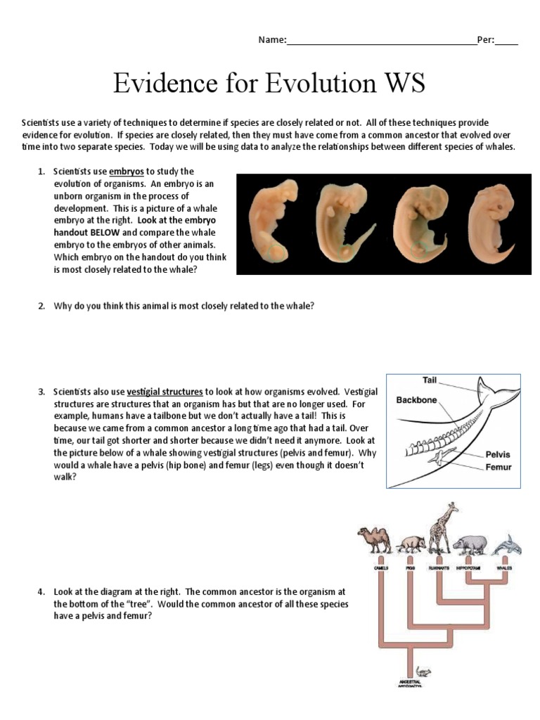 Evidence For Evolution Guided Inquiry Worksheet | PDF | Biology | Evolutionary Biology
