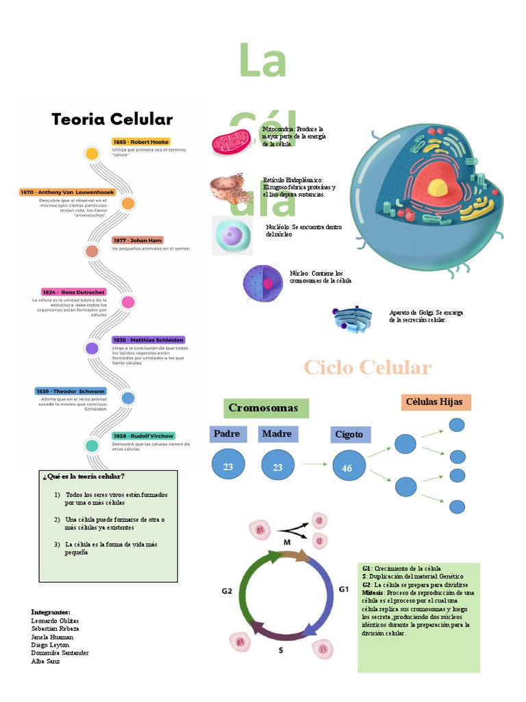 La estructura y función de los orgánulos celulares y el ciclo celular ...