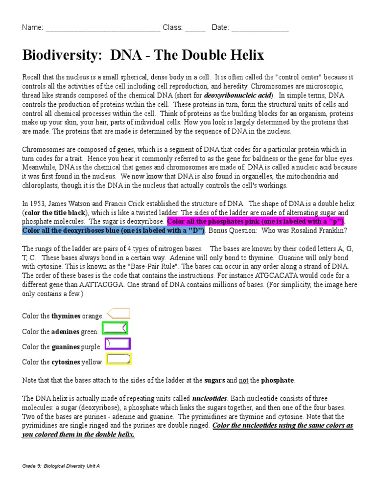 Biodiversity_ DNA - The Double Helix | PDF | Dna | Nucleotides