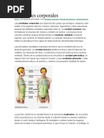LOCALIZACI+ôN DE ESTRUCTURAS ANAT+ôMICAS. Cavidades Corporales. | PDF | Abdomen | Tórax