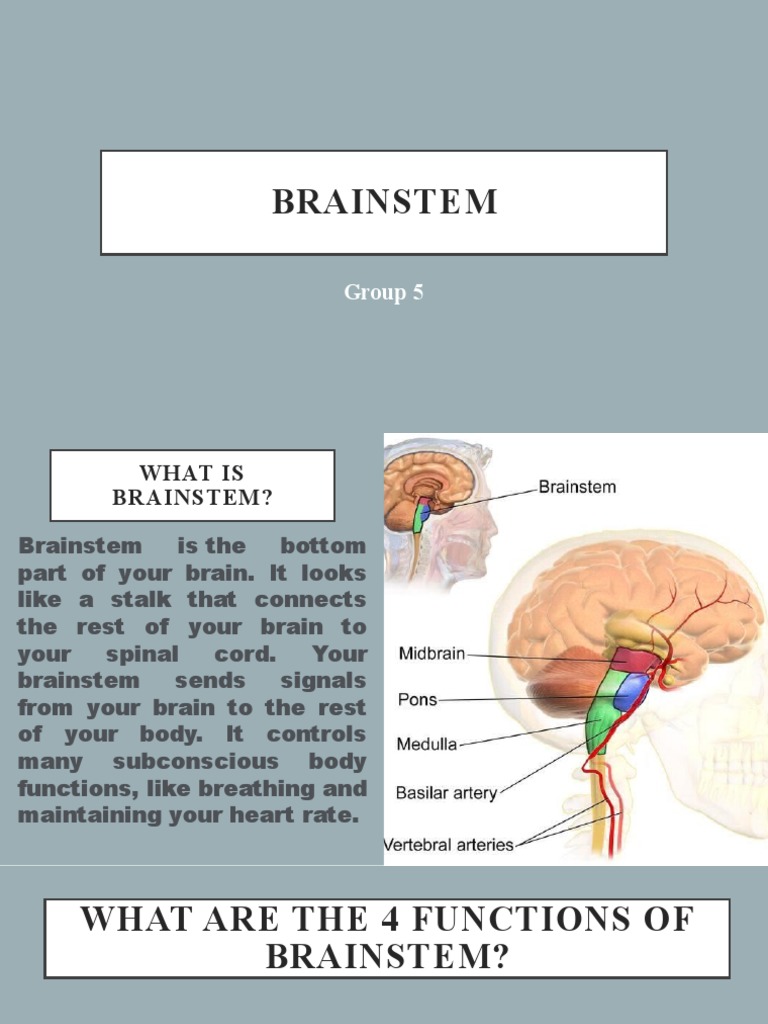 Brainstem: Group 5 | PDF