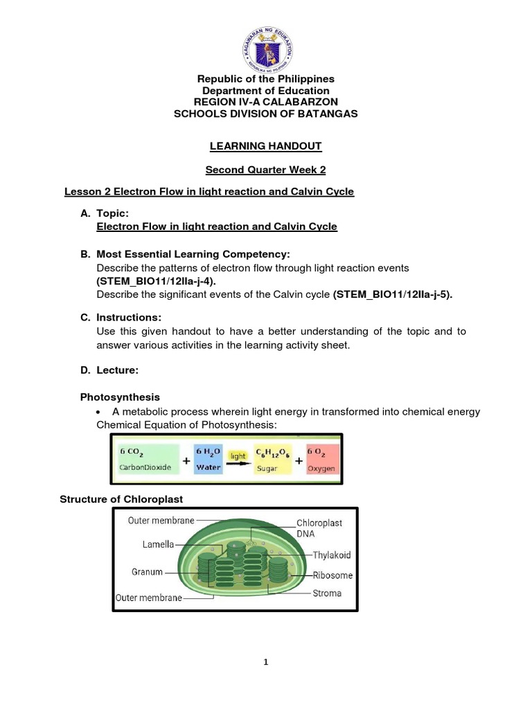 Handout Week 2 Electron Flow in Light Reaction and Calvin Cycle | PDF ...