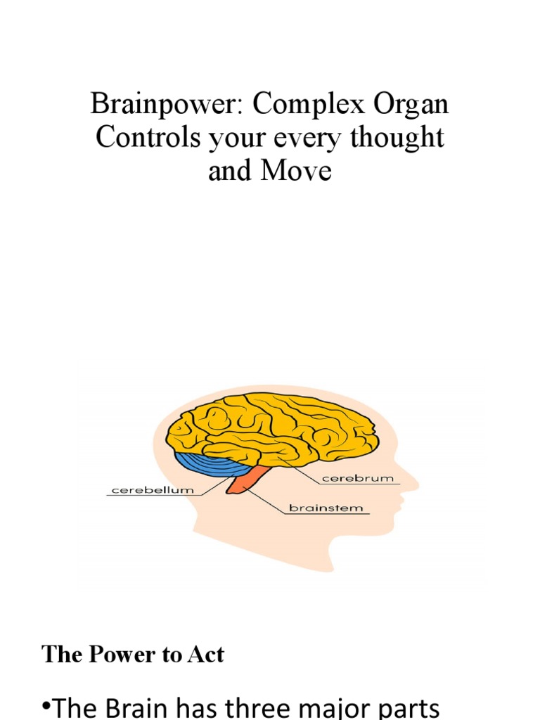 Brainpower: How the Complex Organ Controls Every Thought and Move | PDF
