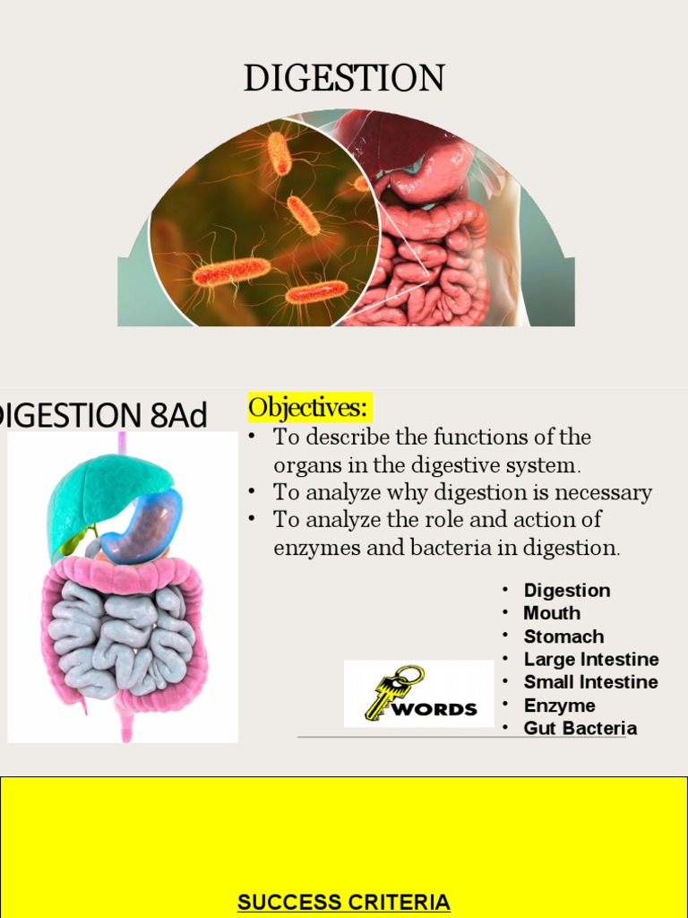 8ad Digestion Pdf Digestion Gastrointestinal Tract