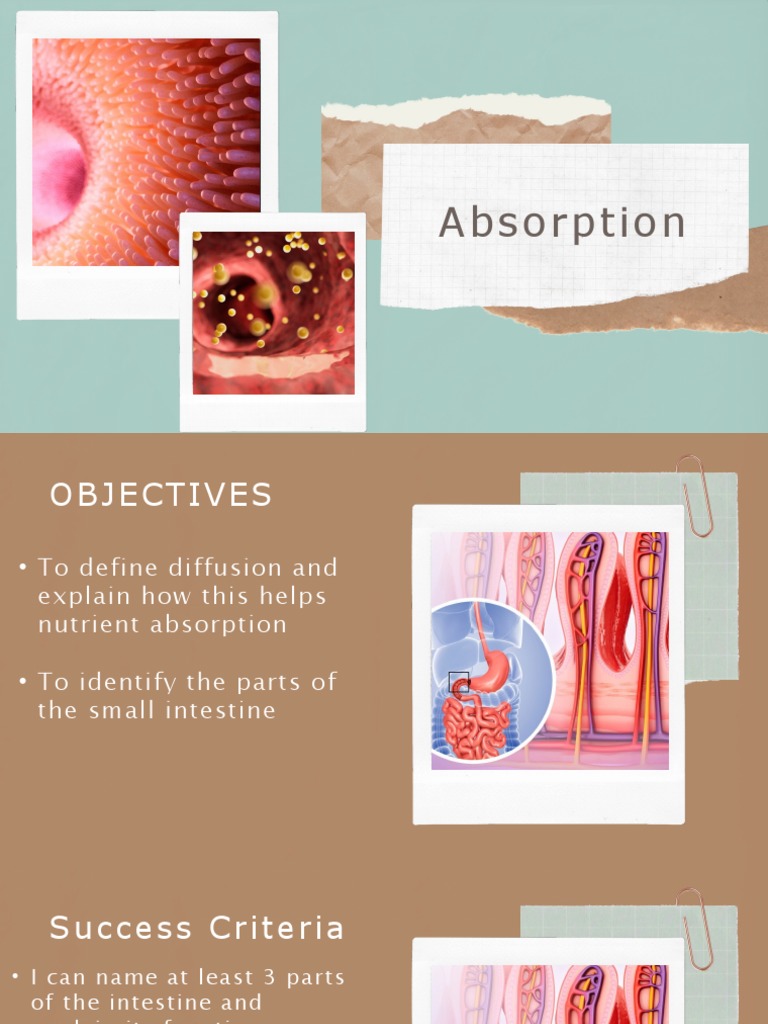 8ae Absorption | PDF | Small Intestine | Digestion